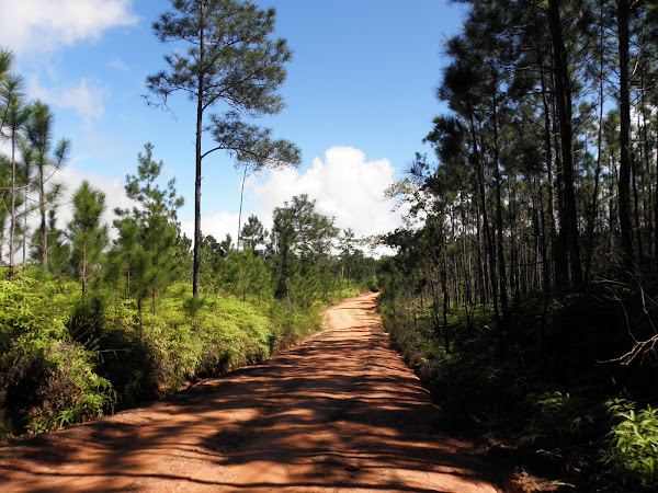 Caribbean Pine | Project Noah