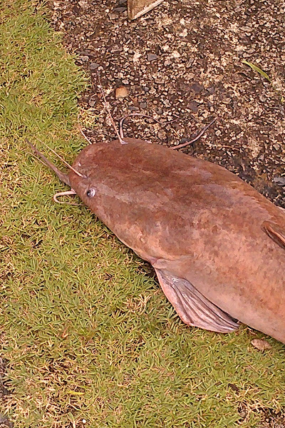 Walking Catfish | Project Noah