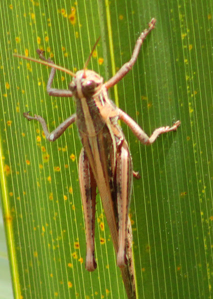 Spur-throated Grasshopper | Project Noah