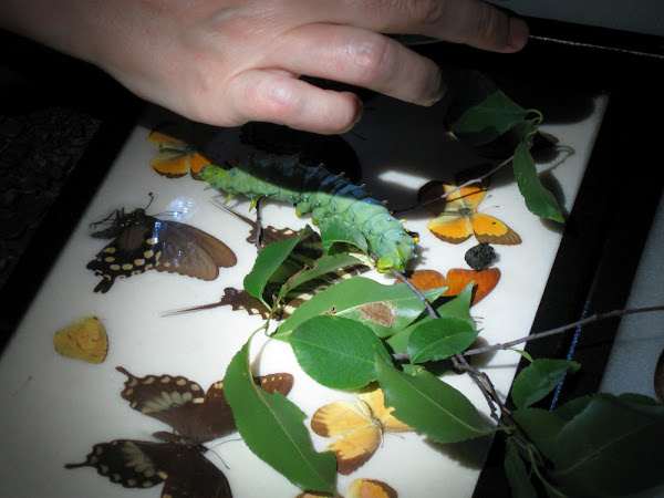 Cecropia Moth larvae | Project Noah