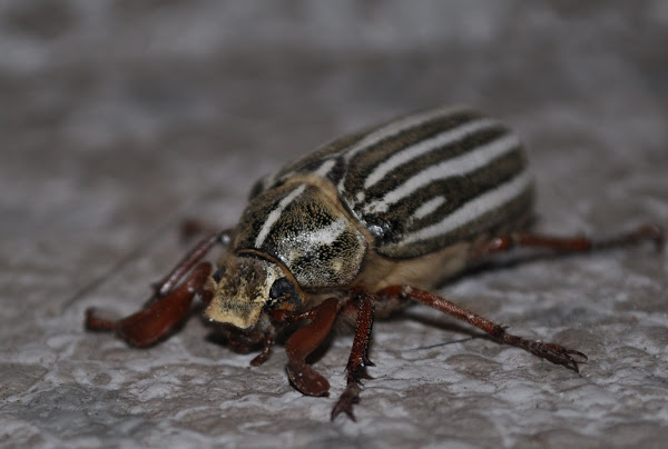 Ten-lined June Beetle | Project Noah