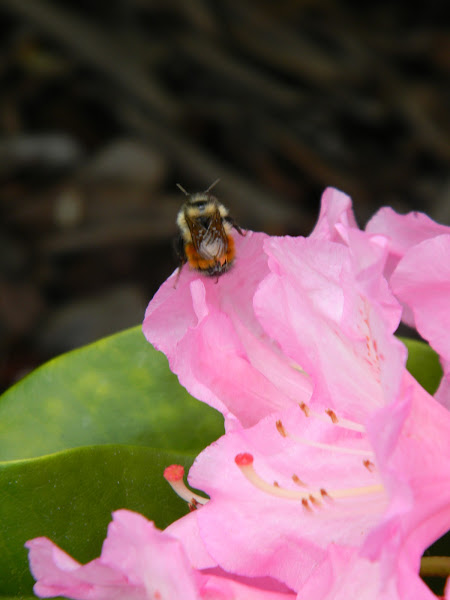 Two Form Bumble Bee | Project Noah