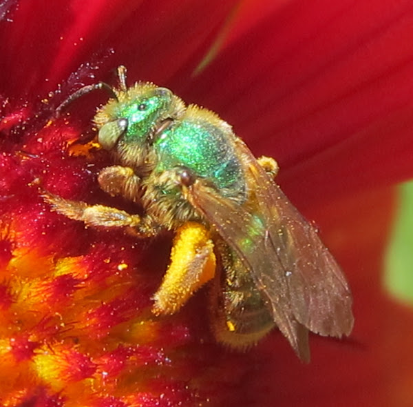 Metallic Green Bees | Project Noah