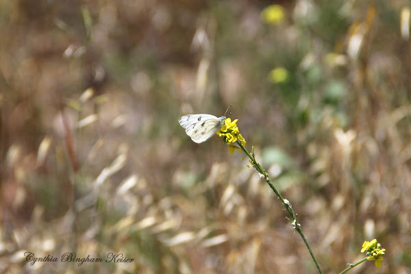 Checkered White | Project Noah