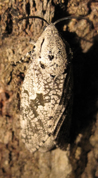 Carpenterworm Moth | Project Noah