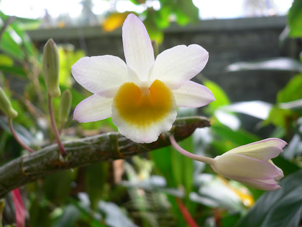Dendrobium | Project Noah