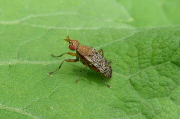 marsh fly | Project Noah