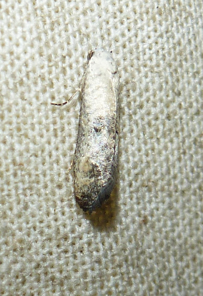 Bird Dropping Moth | Project Noah