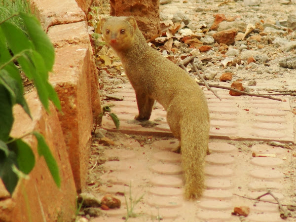 नेवला Indian Gray Mongoose | Project Noah