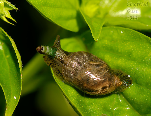 Leucochloridium Paradoxum Broodsac