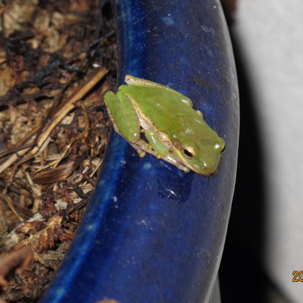 American green tree frog | Project Noah