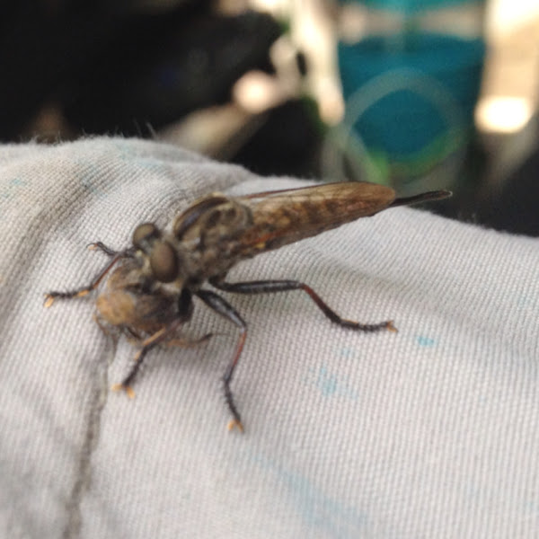 Robber Fly | Project Noah
