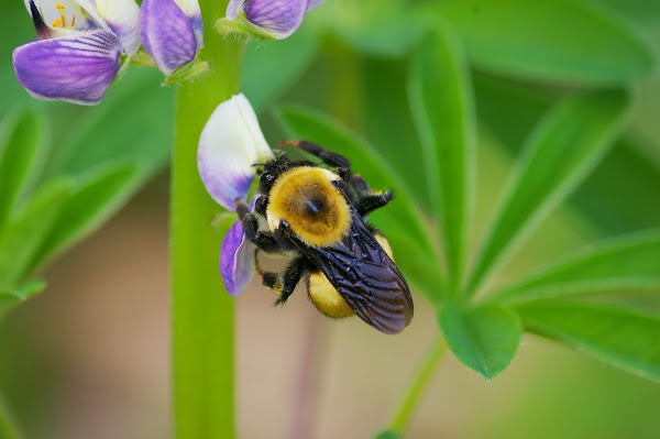 Nevada Bumble Bee | Project Noah