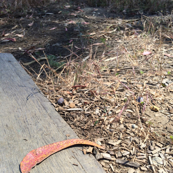 Eucalyptus | Project Noah