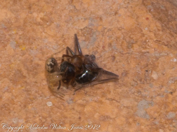 Spider | Project Noah