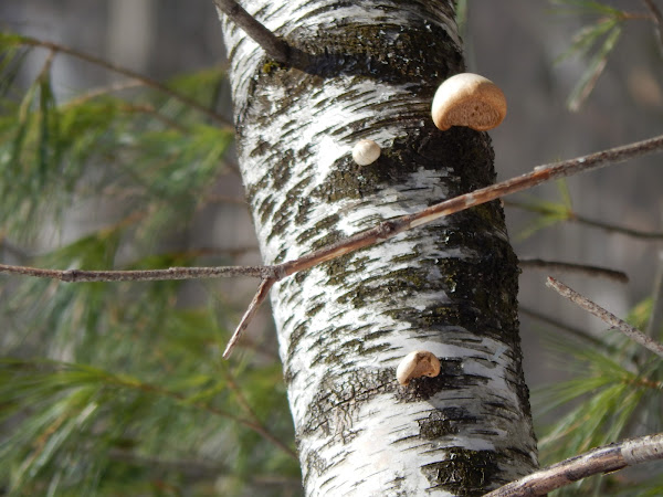 Birch Polypore | Project Noah