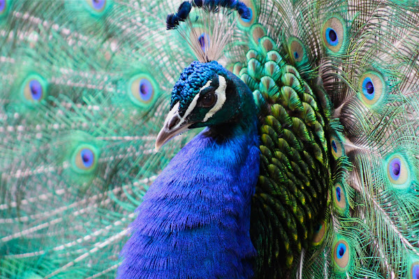 peafowl | Project Noah