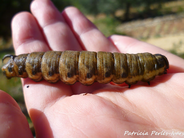 Convolvulus Hawk-moth | Project Noah