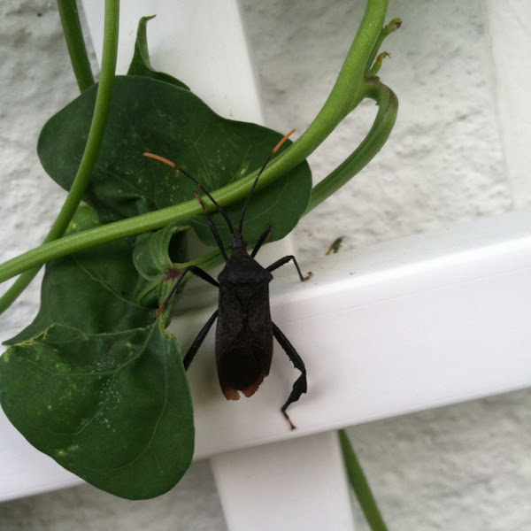 Leaf-footed Bug | Project Noah