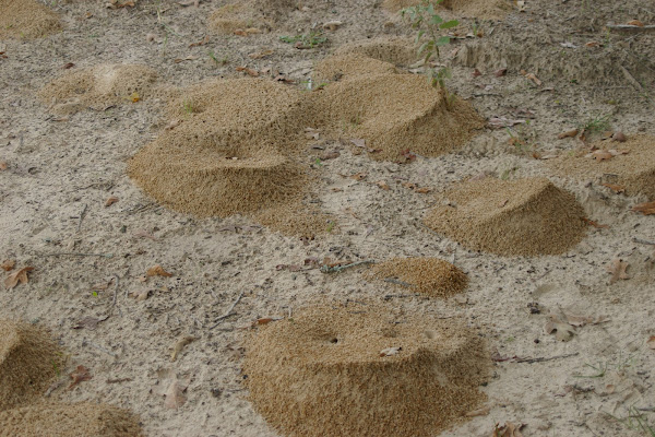 Red Ants | Project Noah