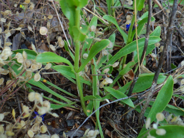 Slender Penstemon | Project Noah