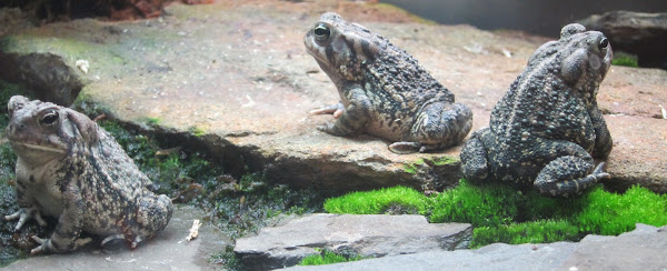 Fowler's toad | Project Noah