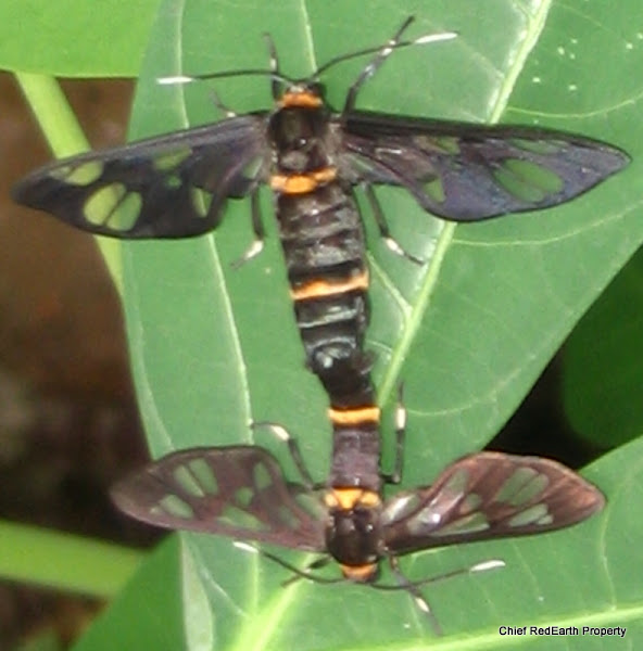 Wasp moth | Project Noah