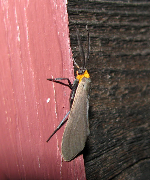 Yellow-collared Scape Moth | Project Noah