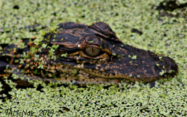 American Alligator (hatchling) | Project Noah