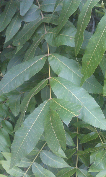 Sumac | Project Noah