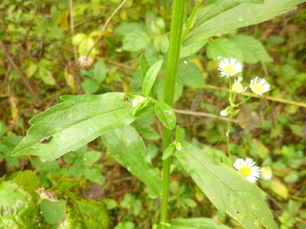 Daisy Fleabane | Project Noah