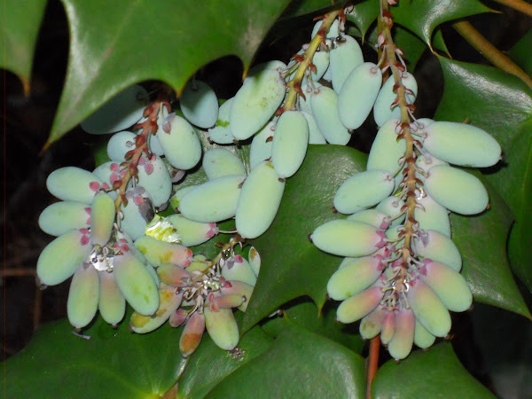 Leatherleaf Mahonia | Project Noah