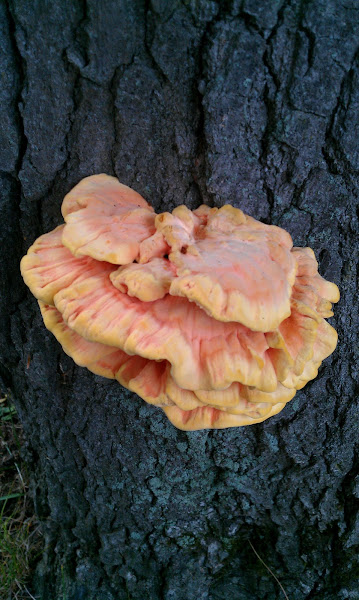 Sulphur Polypore | Project Noah