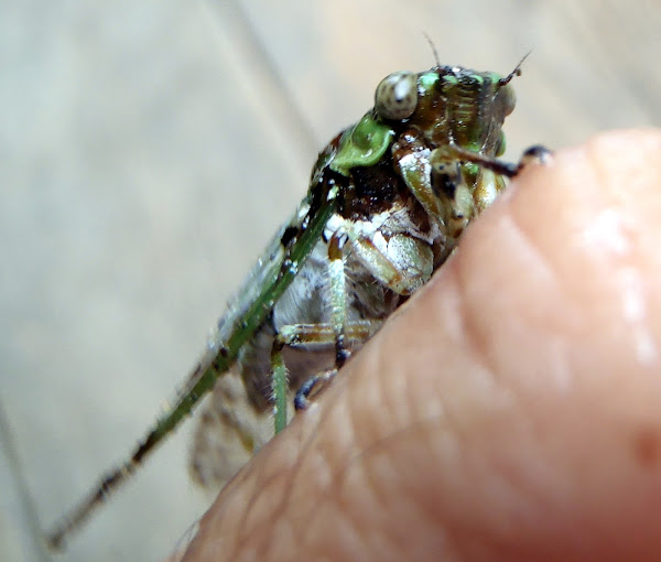 Cicada | Project Noah