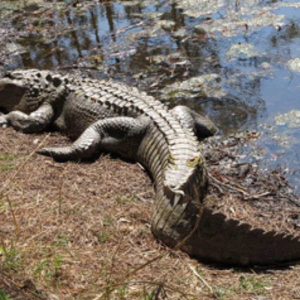 American alligator | Project Noah