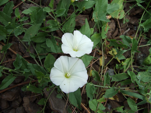 Larger bindweed | Project Noah