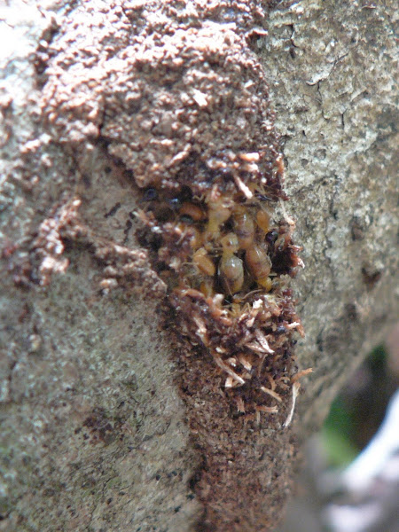 Termite trail | Project Noah