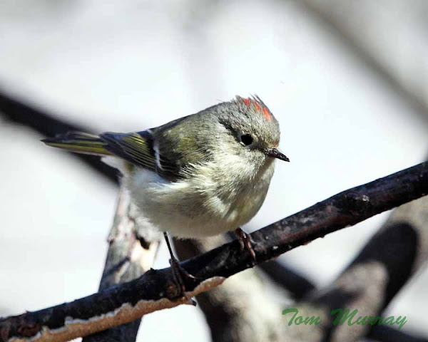 Ruby-crowned Kinglet | Project Noah