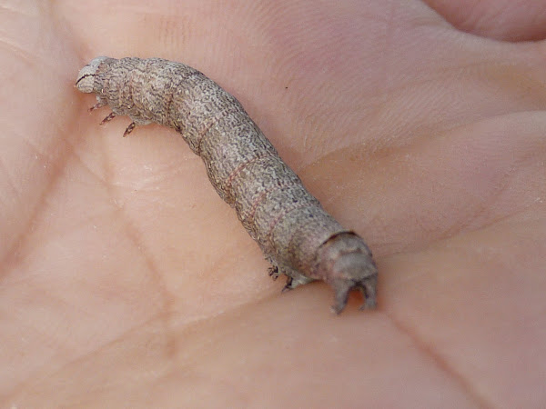 Maple spanworm | Project Noah