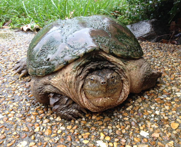 Common Snapping Turtle | Project Noah
