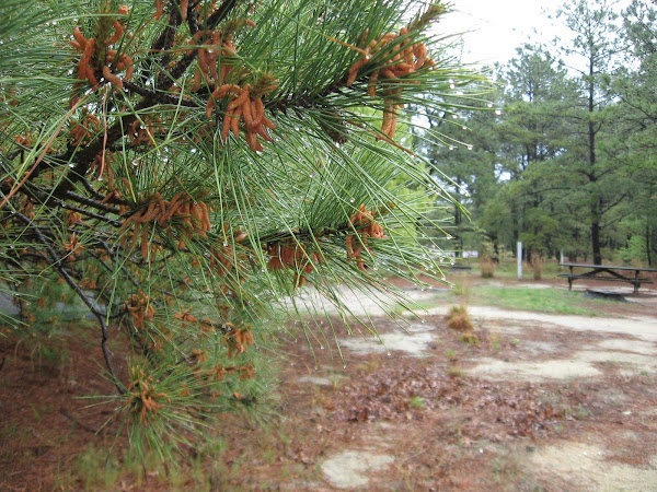 Eastern Pine Tree | Project Noah