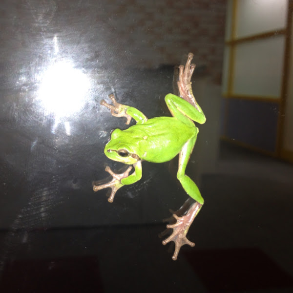 Japanese Treefrog | Project Noah