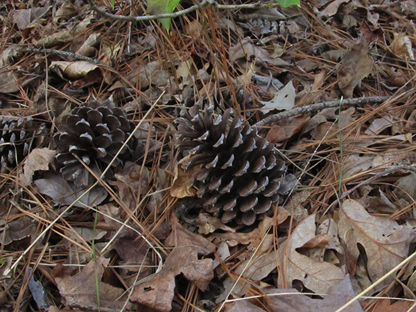 Loblolly pine cones | Project Noah