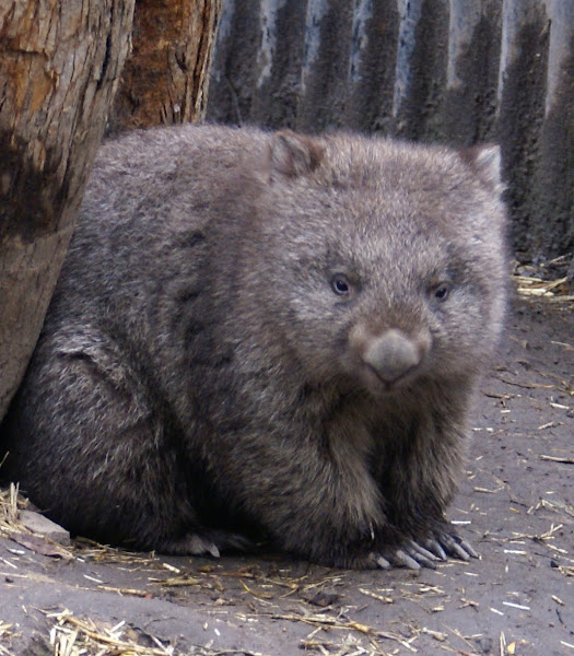 Wombat | Project Noah