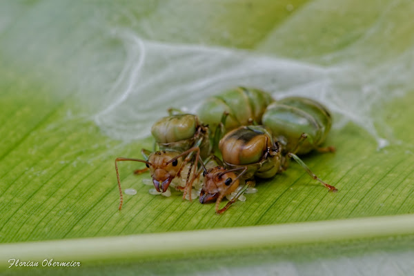 Weaver Ant Queens | Project Noah