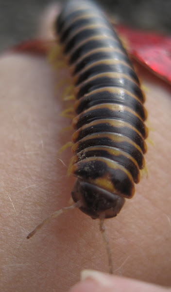 Flat-backed Millipede | Project Noah