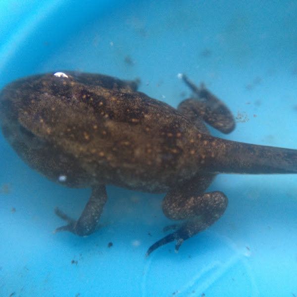 Fowler's Toad, tadpole | Project Noah