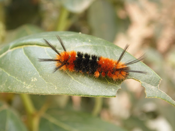 Tiger Moth Caterpillar | Project Noah