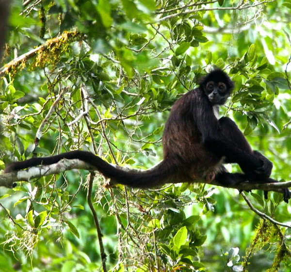 Geoffroy's Spider Monkey | Project Noah