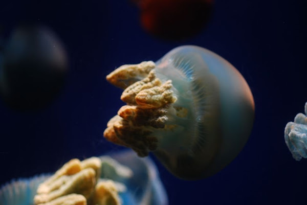 jelly fish | Project Noah
